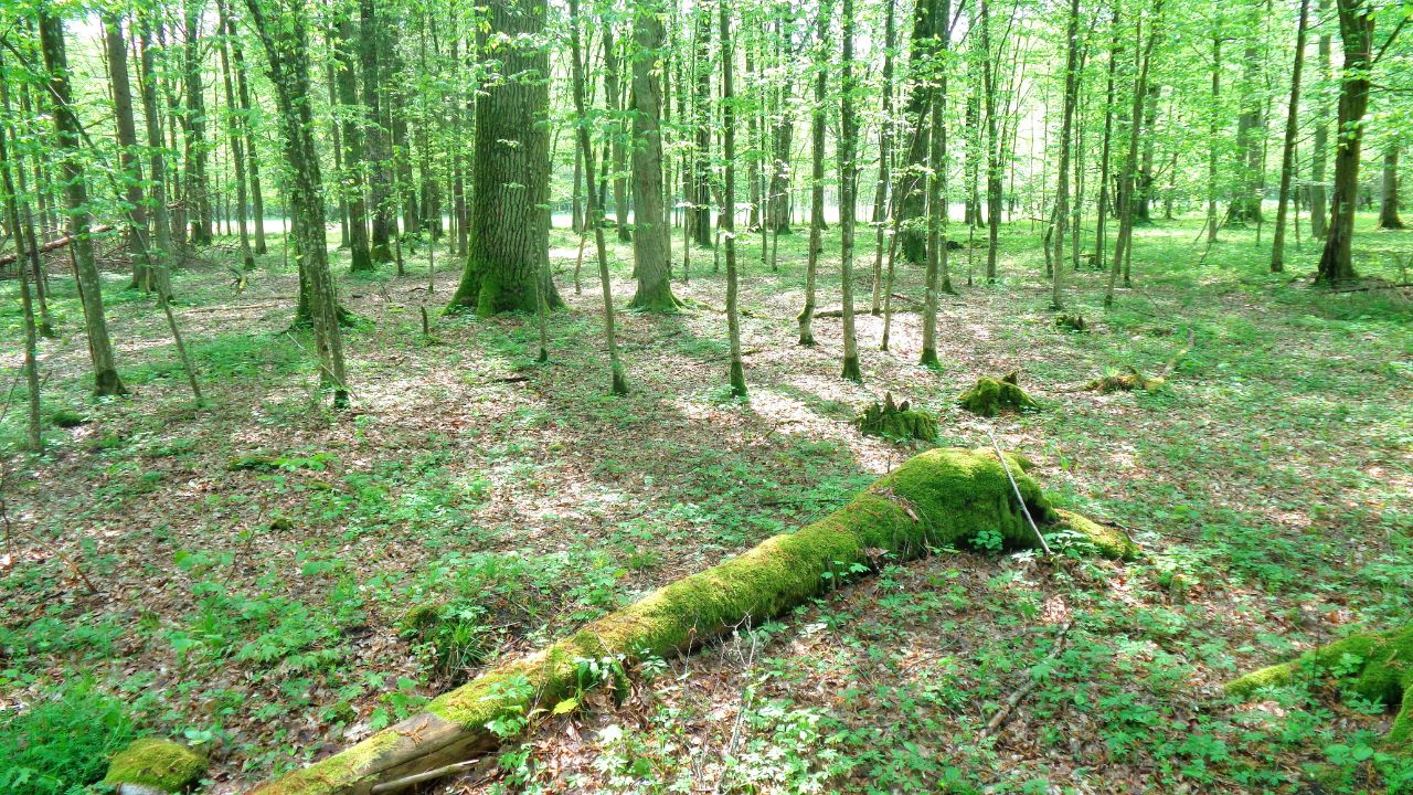 12 Magical Places in Poland That Surprise First-Time Visitors