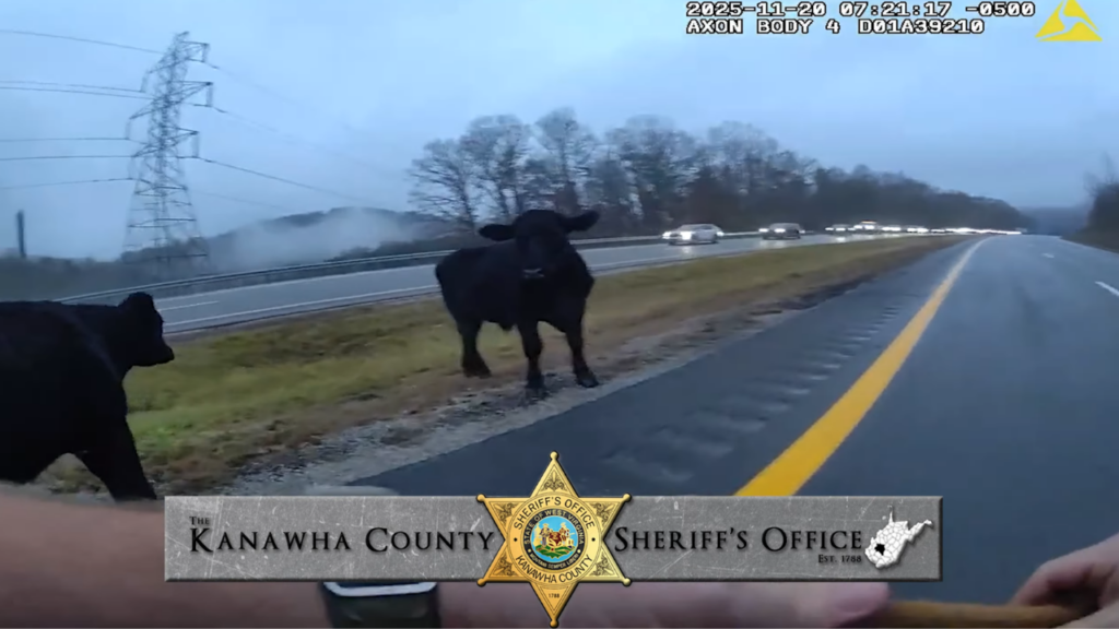 Moooove On Over: Two Cows Spotted Strutting Down the Highway, Officers ...