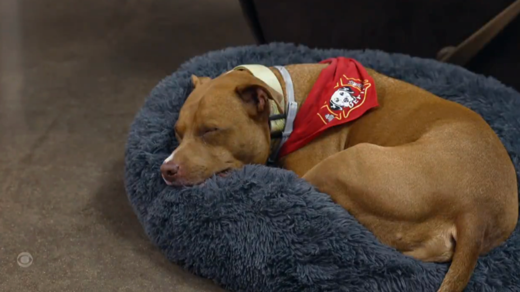 Firefighters Adopt a Dog Left at Their Station With a Letter From a ...
