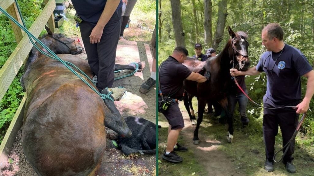 Maryland Horse Got Trapped in a Bridge and Somehow Still Walked Away ...