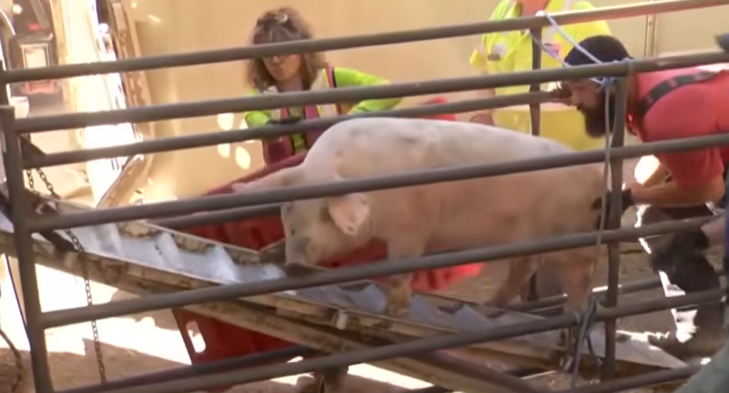 When Pigs Won't Fly — or Walk Up a Ramp: Highway Closure Turns Into a ...